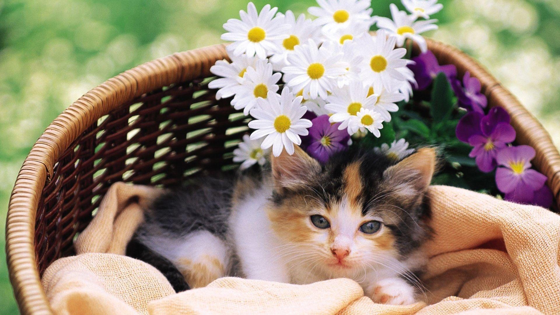 Spring Baby Animal Wallpapers - Top Free Spring Baby Animal Backgrounds ...