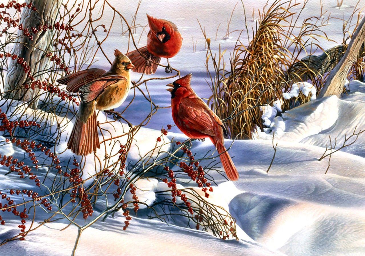 Cardinal in Snow Wallpapers - Top Free Cardinal in Snow Backgrounds ...