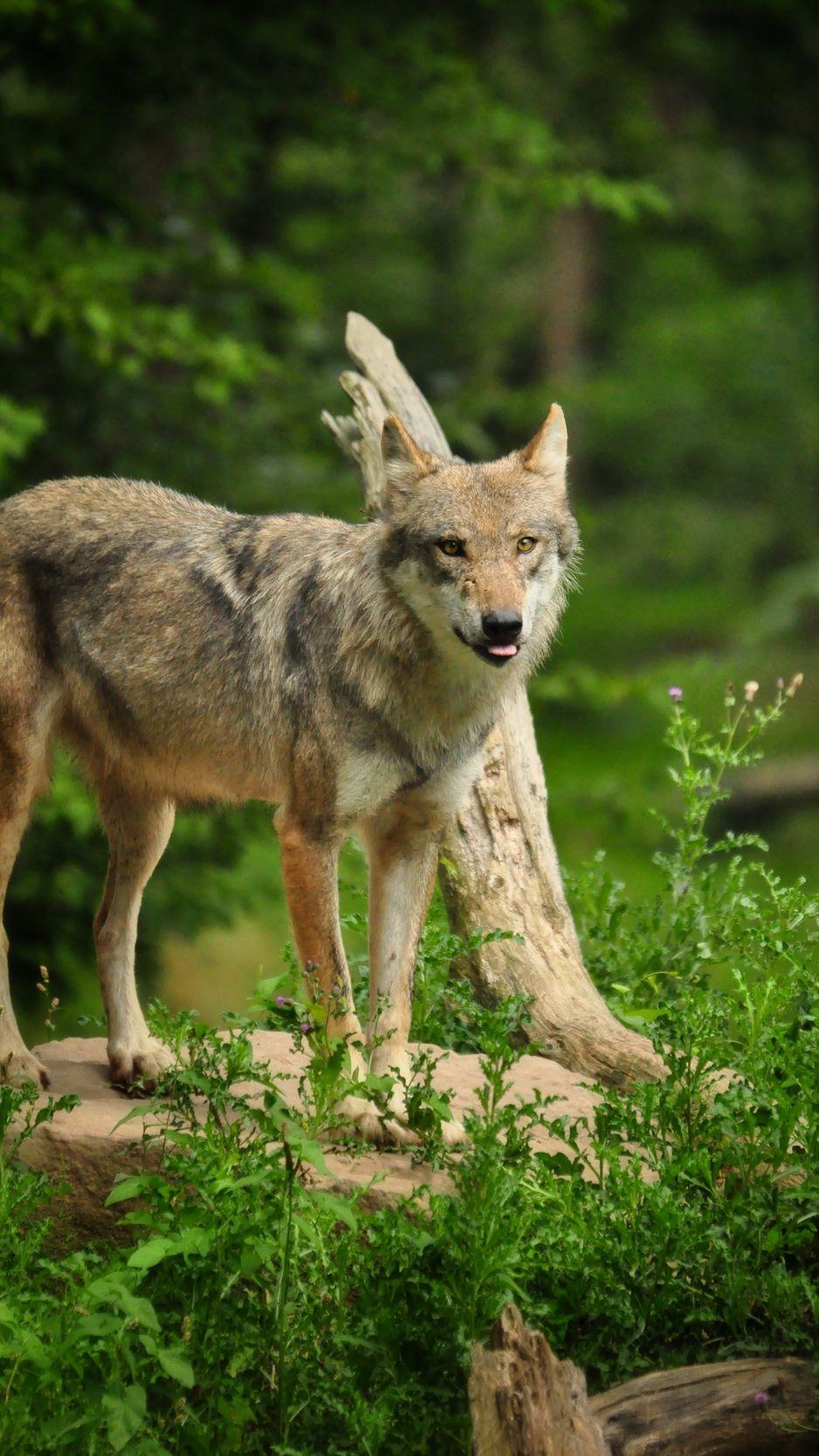 Funny Wolf Wallpapers - Top Free Funny Wolf Backgrounds - WallpaperAccess