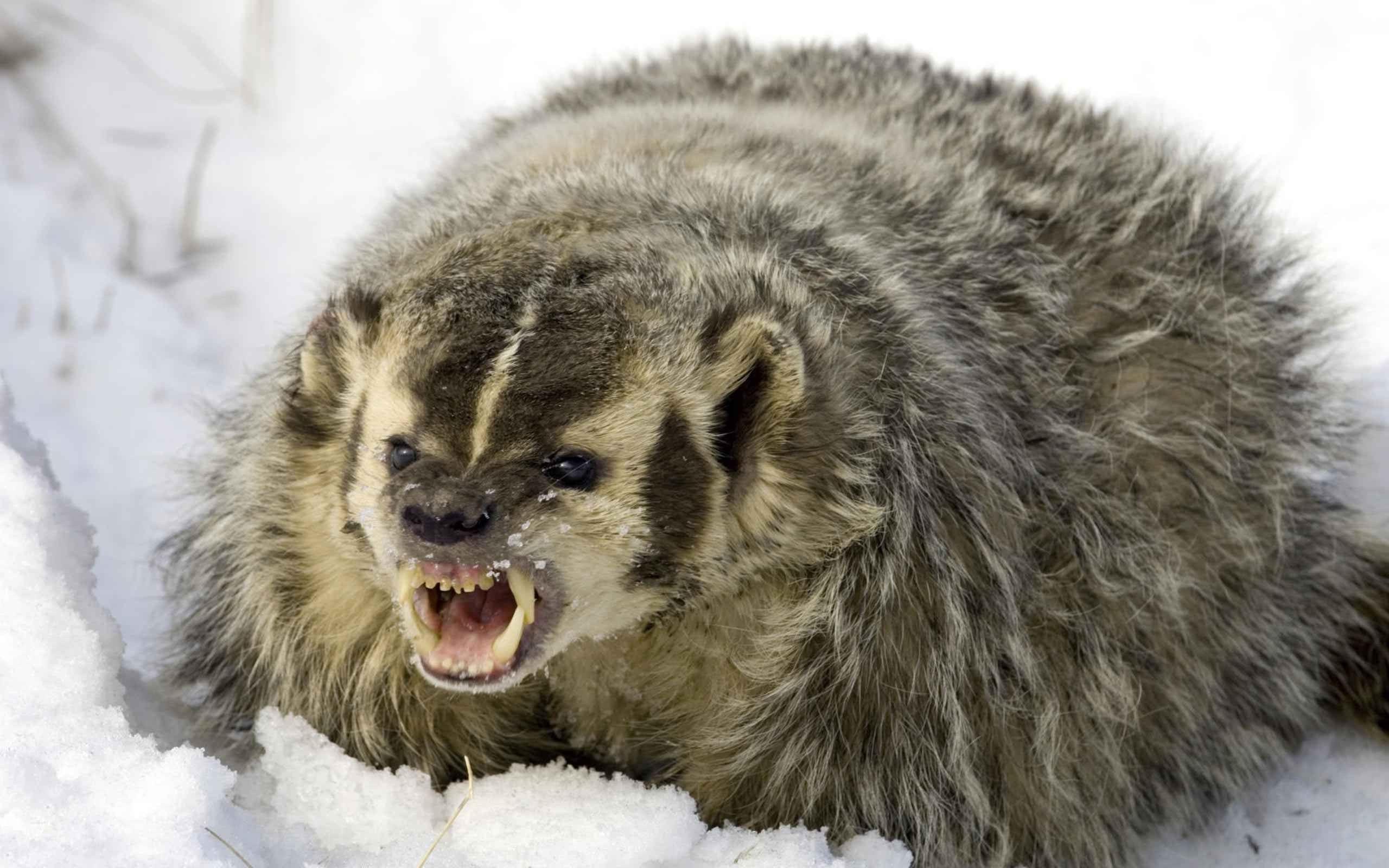 Wolverine Animal HD Wallpapers - Top Free Wolverine Animal HD ...