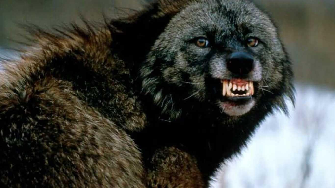 Wolverine Animal HD Wallpapers - Top Free Wolverine Animal HD ...