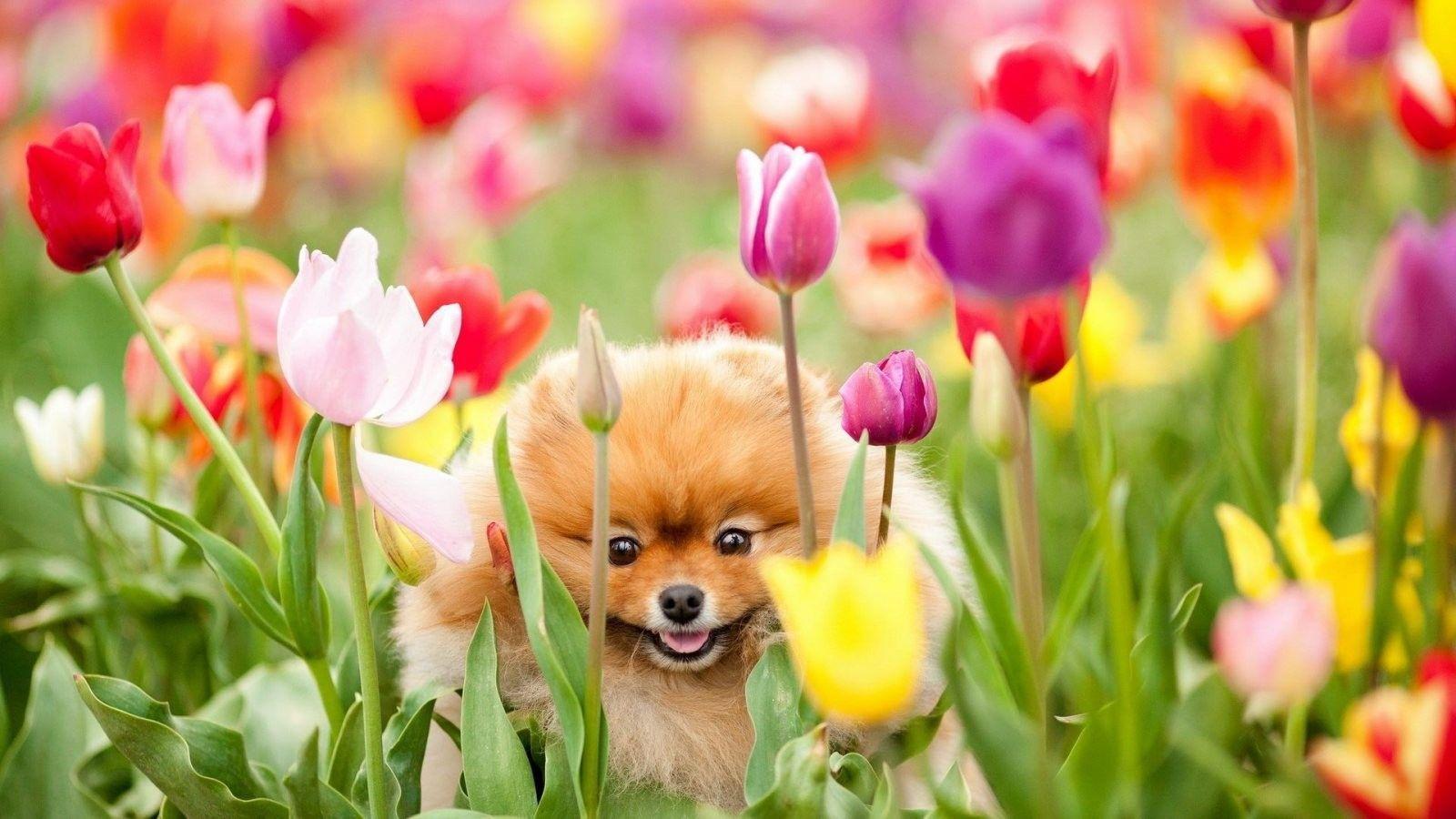 Spring Baby Animal Wallpapers - Top Free Spring Baby Animal Backgrounds ...