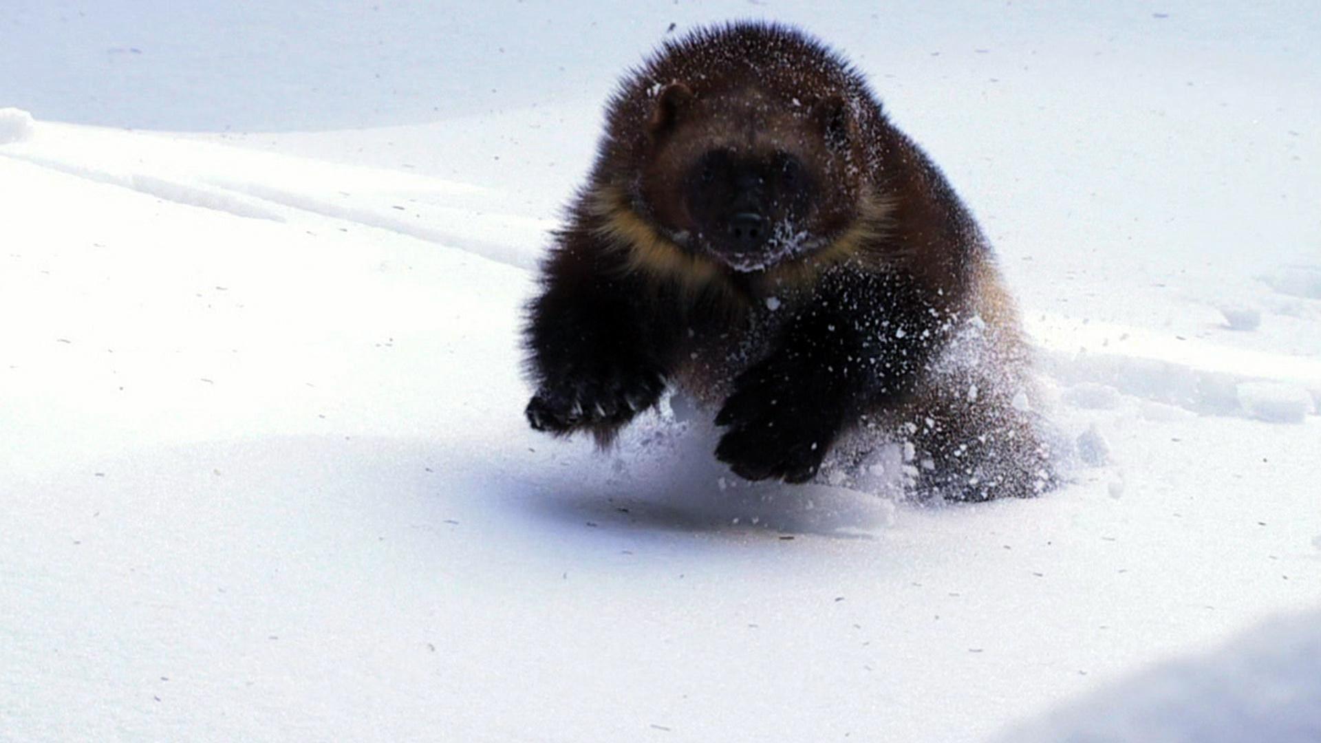 Wolverine Animal HD Wallpapers - Top Free Wolverine Animal HD ...