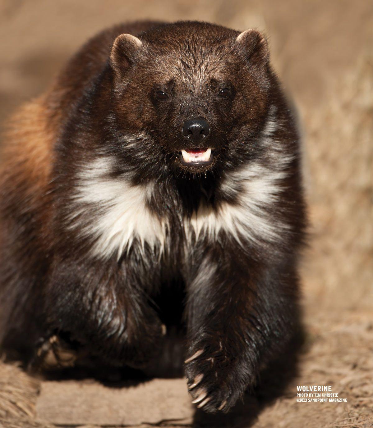 Wolverine Animal HD Wallpapers - Top Free Wolverine Animal HD ...