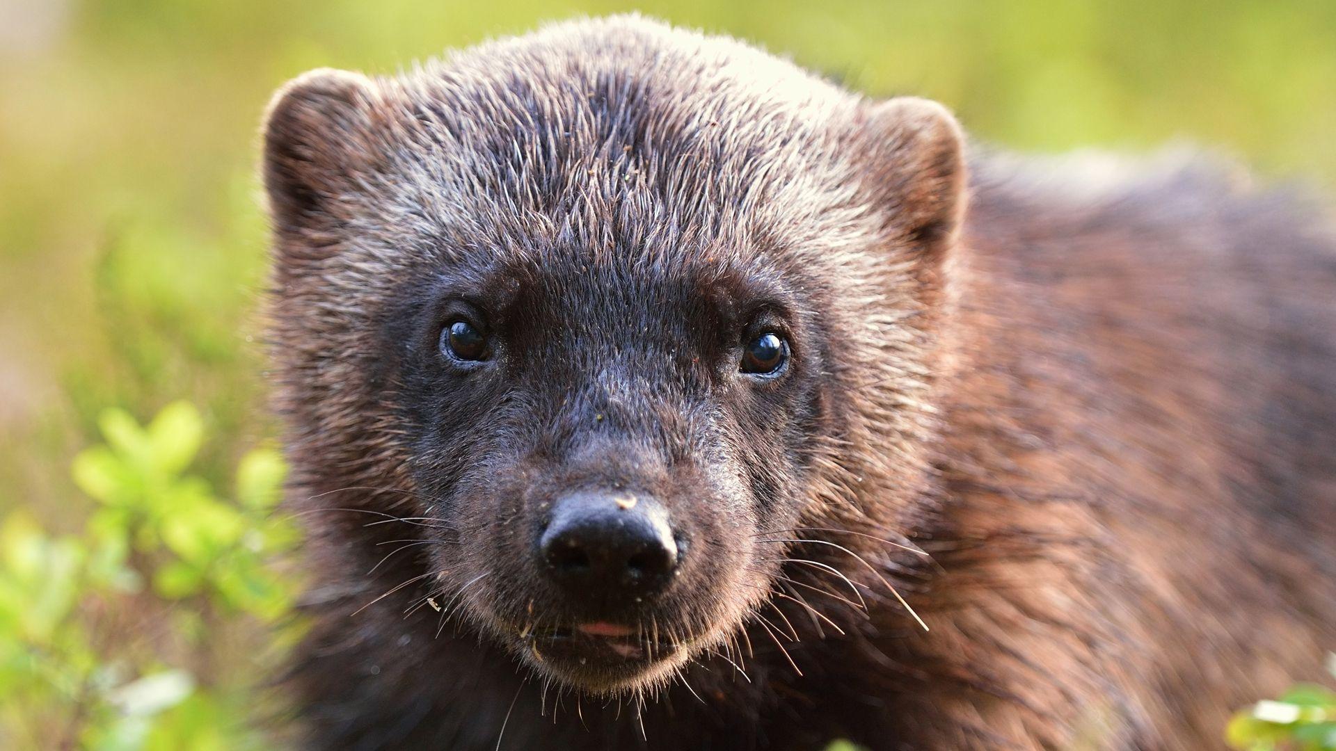 Wolverine Animal HD Wallpapers - Top Free Wolverine Animal HD ...