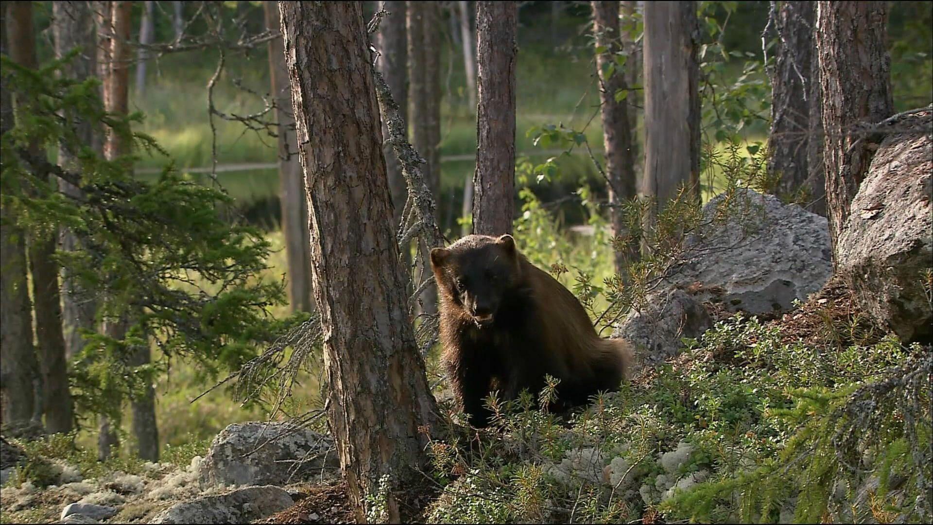 Wolverine Animal HD Wallpapers - Top Free Wolverine Animal HD ...