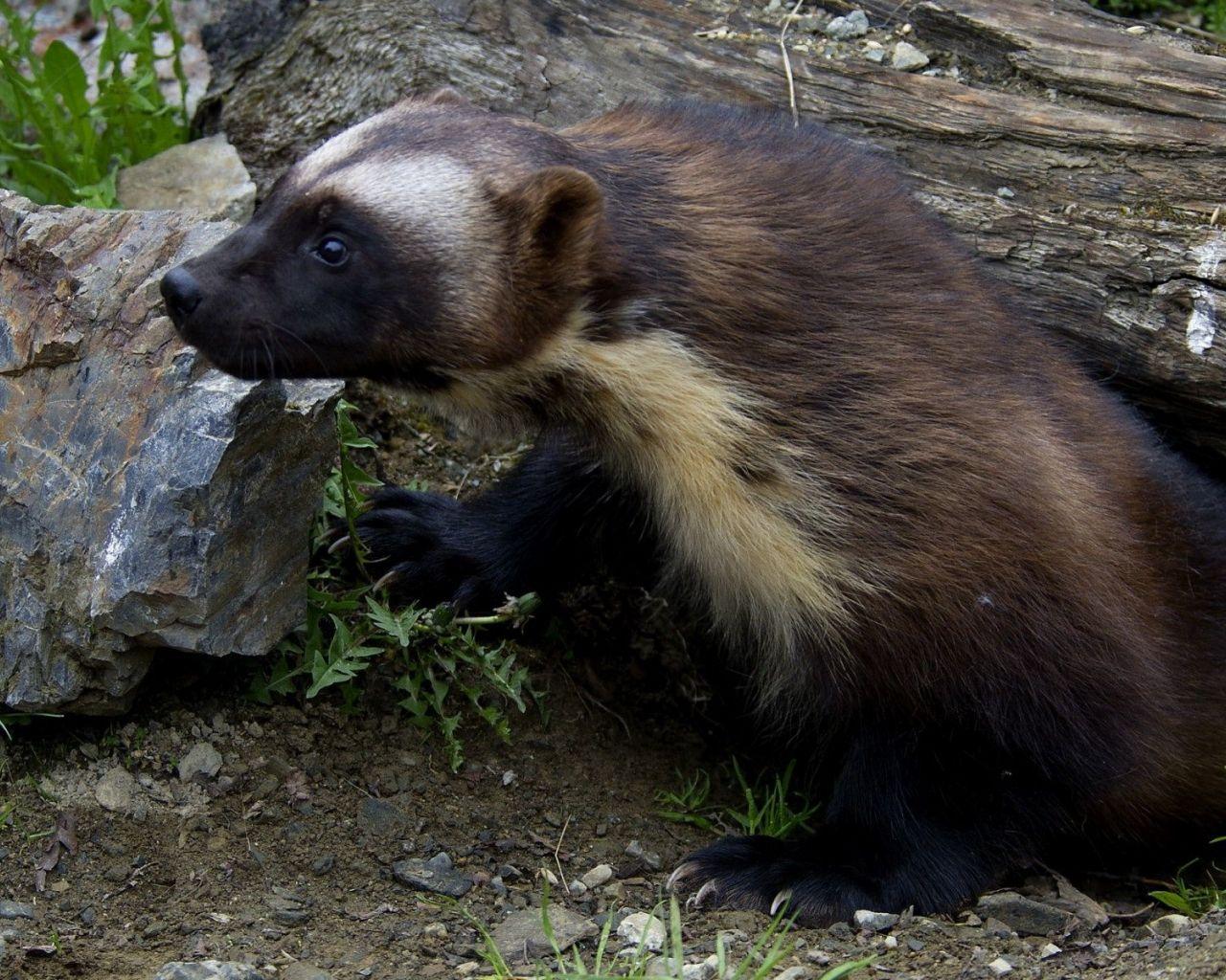 Wolverine Animal HD Wallpapers - Top Free Wolverine Animal HD ...