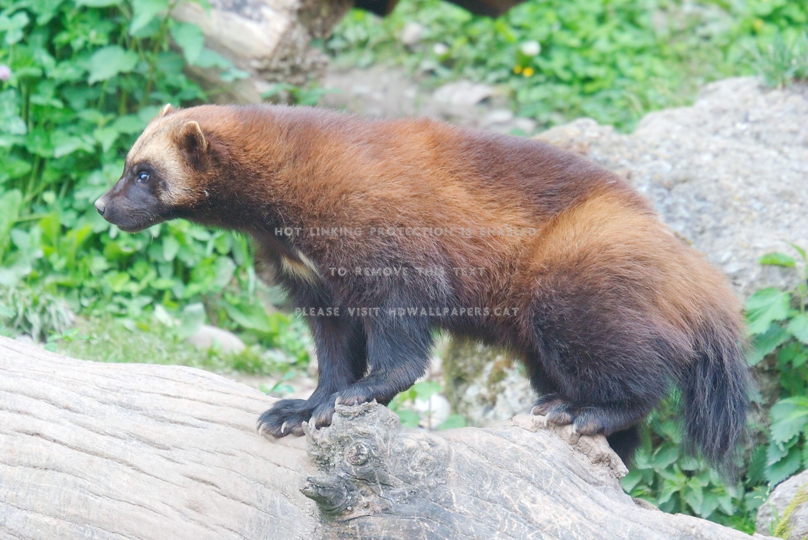 Wolverine Animal HD Wallpapers - Top Free Wolverine Animal HD ...