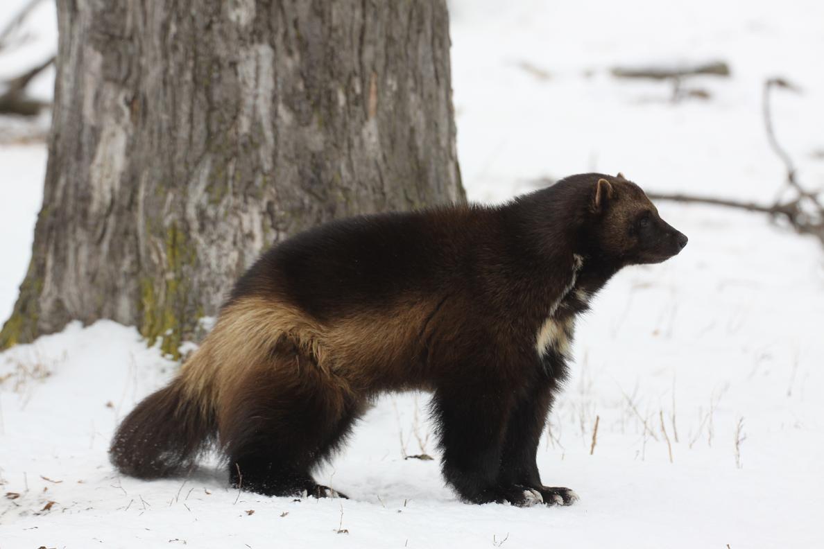 Wolverine Animal HD Wallpapers - Top Free Wolverine Animal HD ...