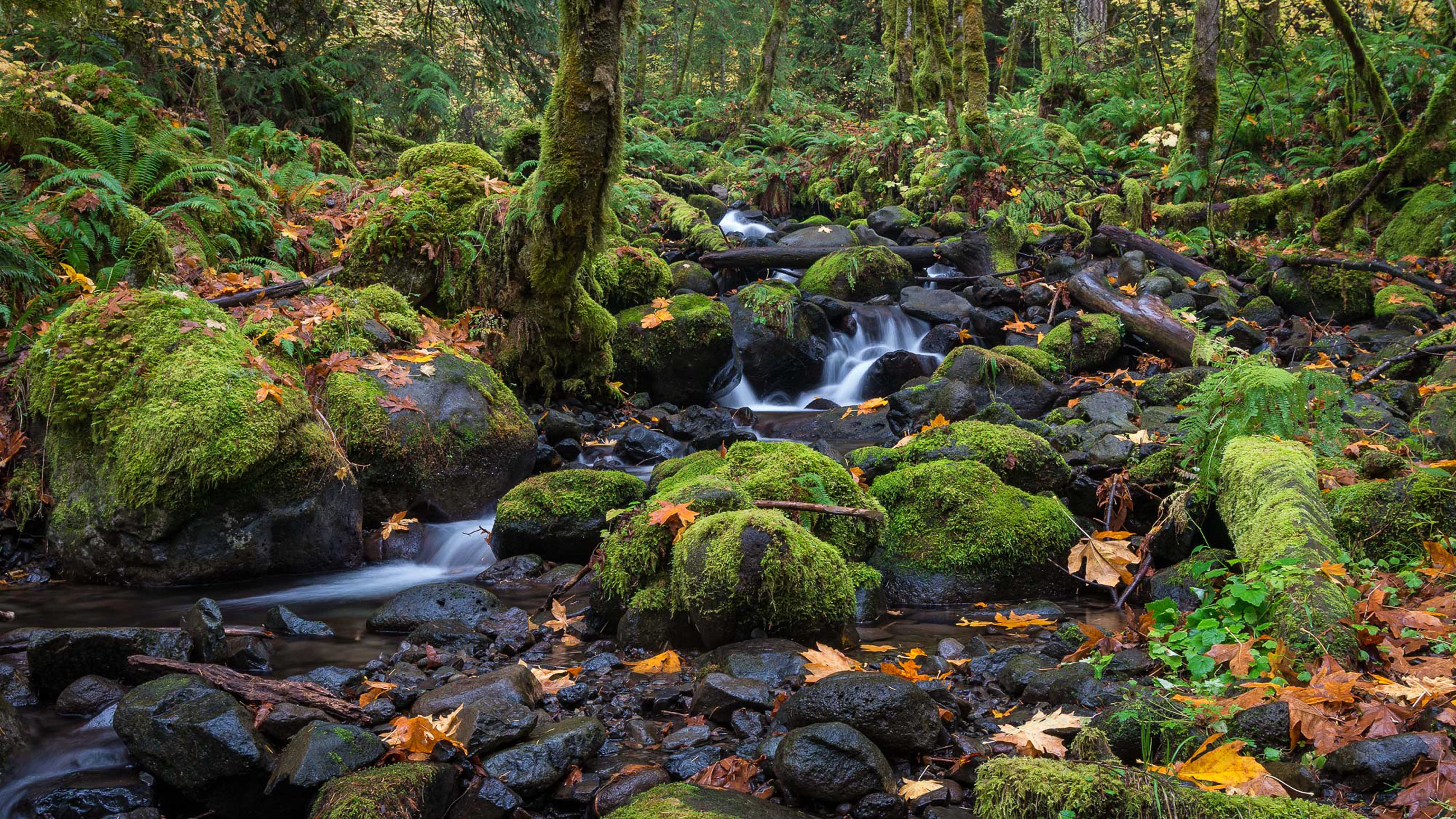 Portland 4K Wallpapers - Top Free Portland 4K Backgrounds - WallpaperAccess