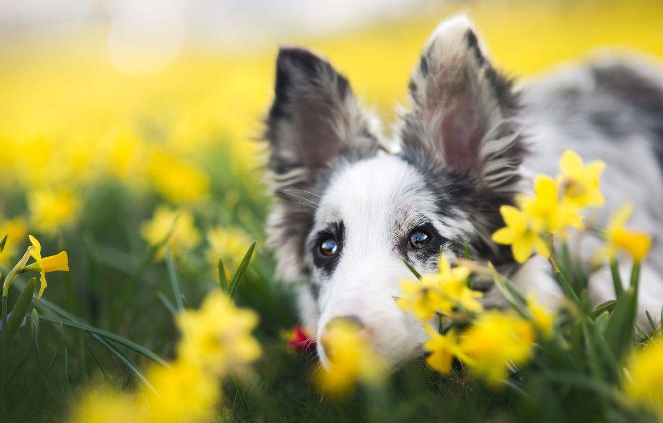 Spring Dog Wallpapers - Top Free Spring Dog Backgrounds - WallpaperAccess