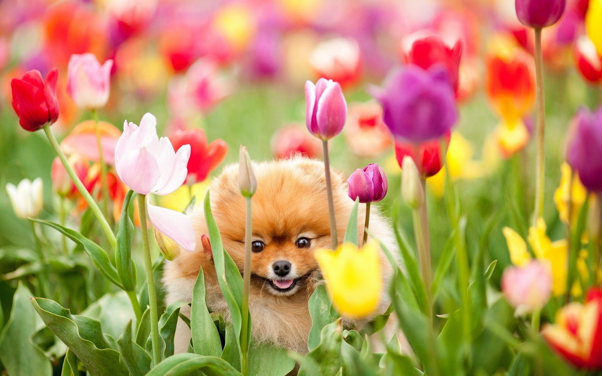 Spring Dog Wallpapers - Top Free Spring Dog Backgrounds - WallpaperAccess