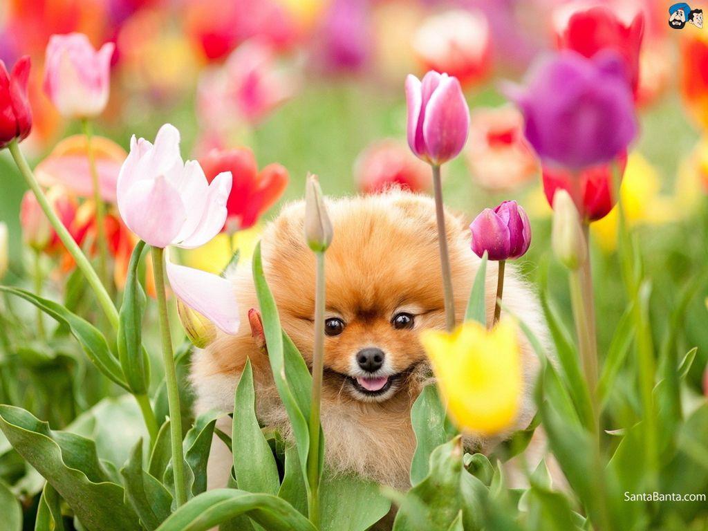Spring Dog Wallpapers - Top Free Spring Dog Backgrounds - WallpaperAccess