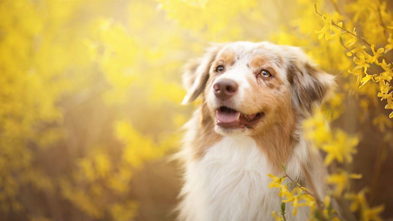 Spring Dog Wallpapers - Top Free Spring Dog Backgrounds - WallpaperAccess