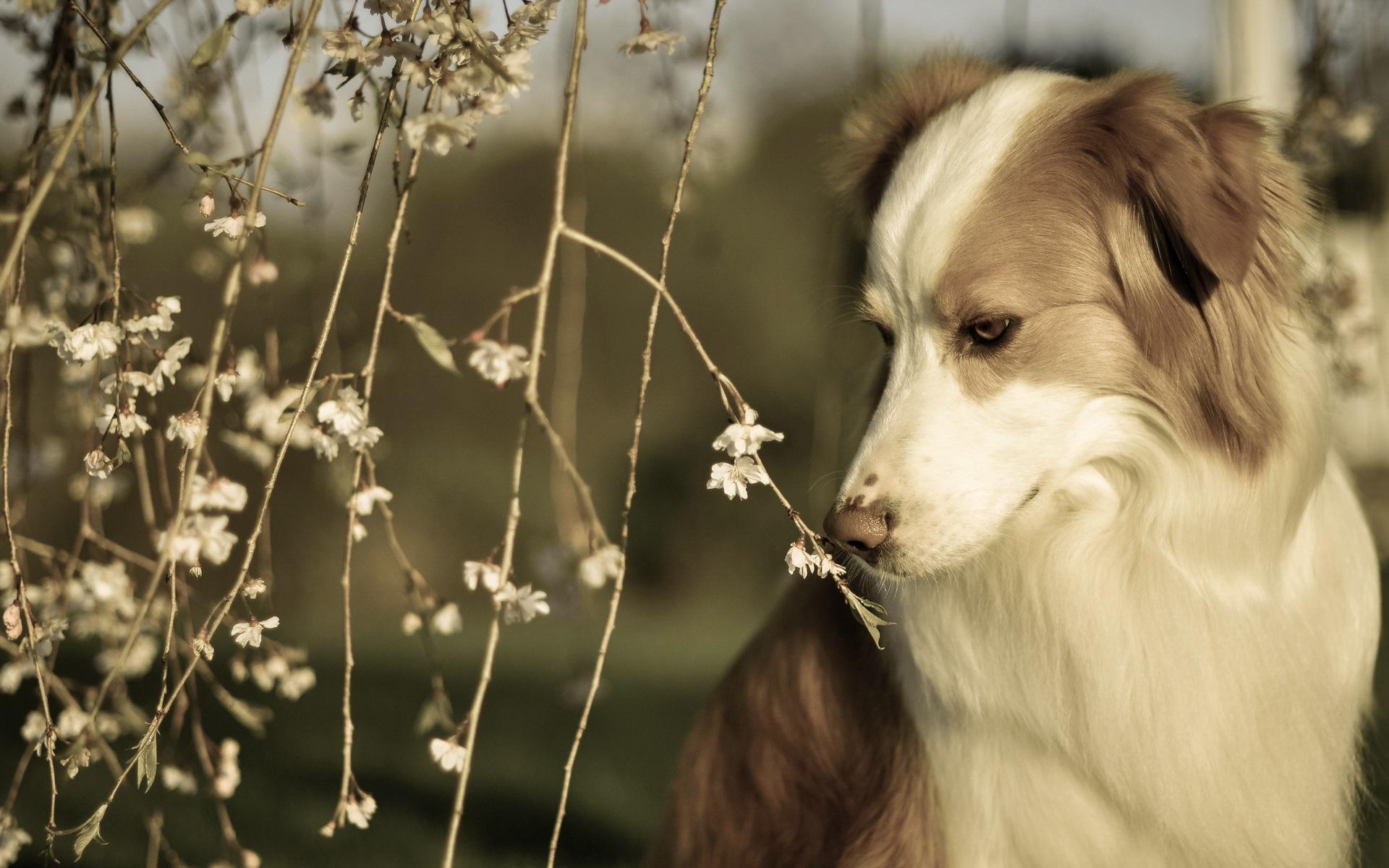 Spring Dog Wallpapers - Top Free Spring Dog Backgrounds - WallpaperAccess