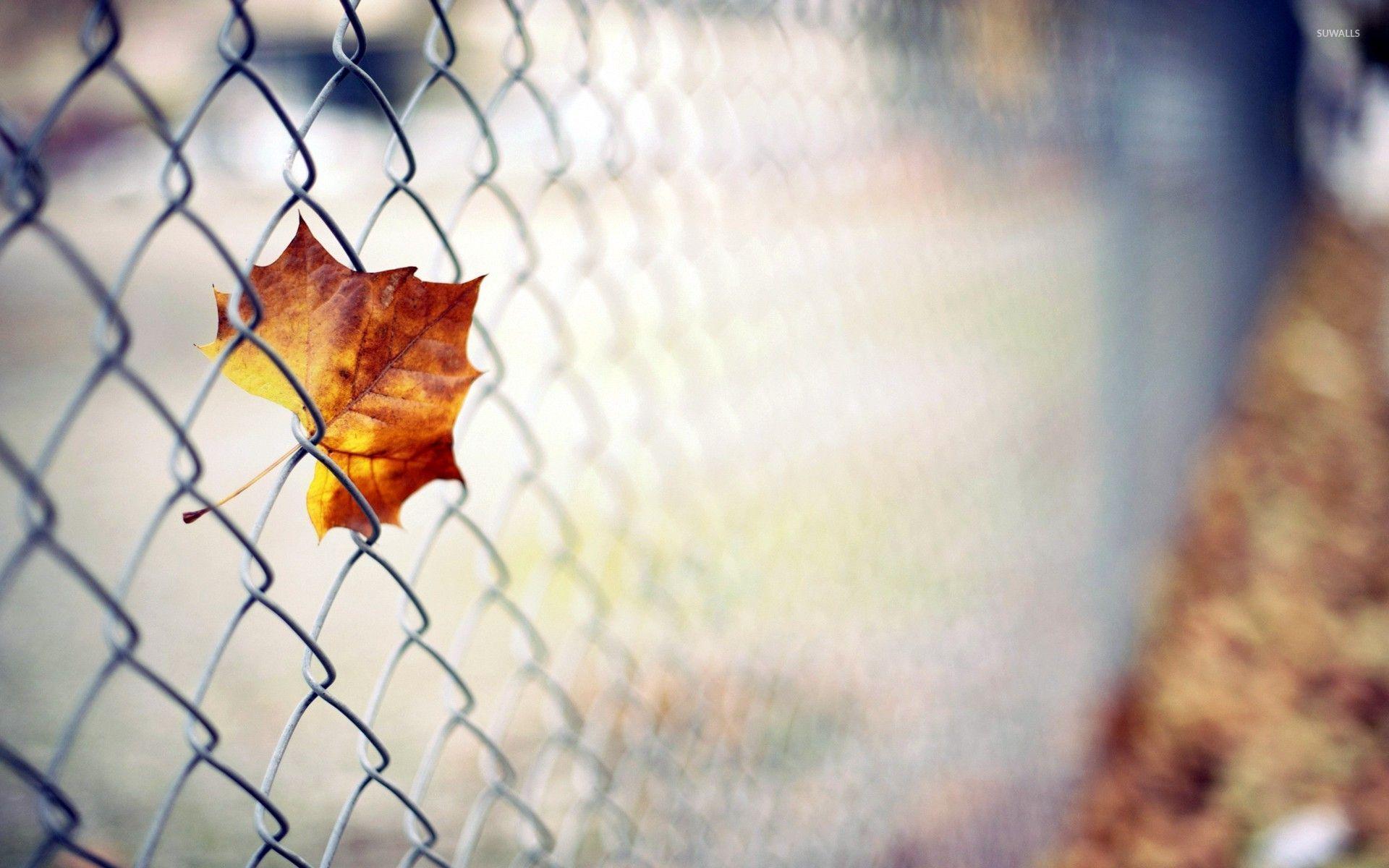 Fence Wallpapers - Top Free Fence Backgrounds - WallpaperAccess