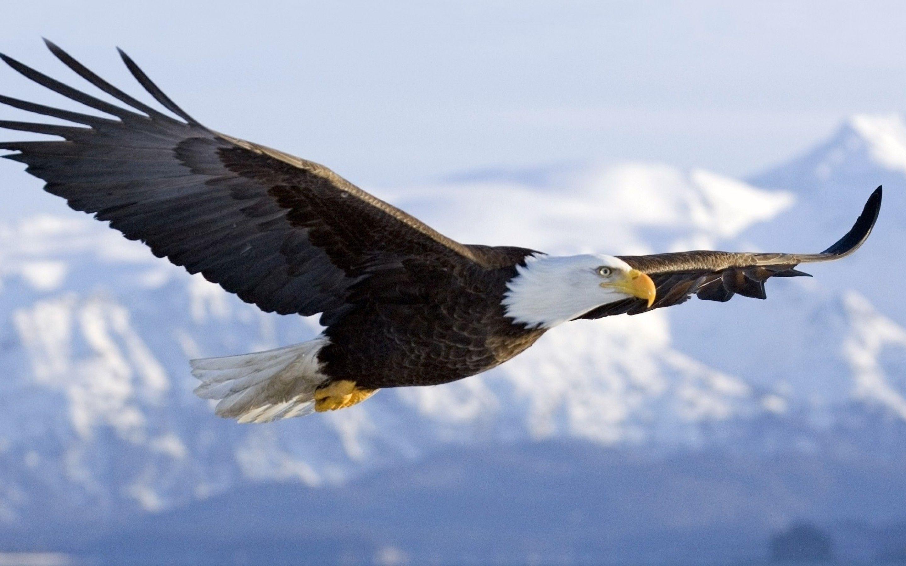American Eagle Wallpapers - Top Free American Eagle Backgrounds - WallpaperAccess