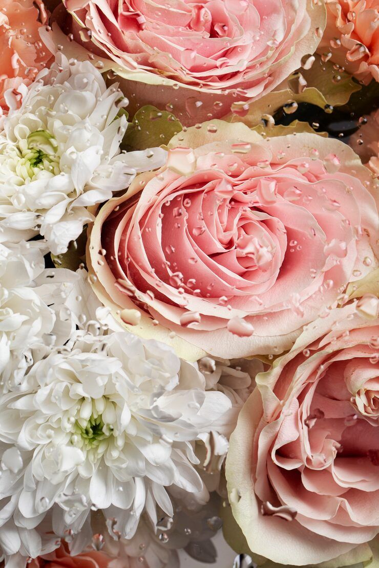 Roses and Champagne Wallpapers - Top Free Roses and Champagne ...