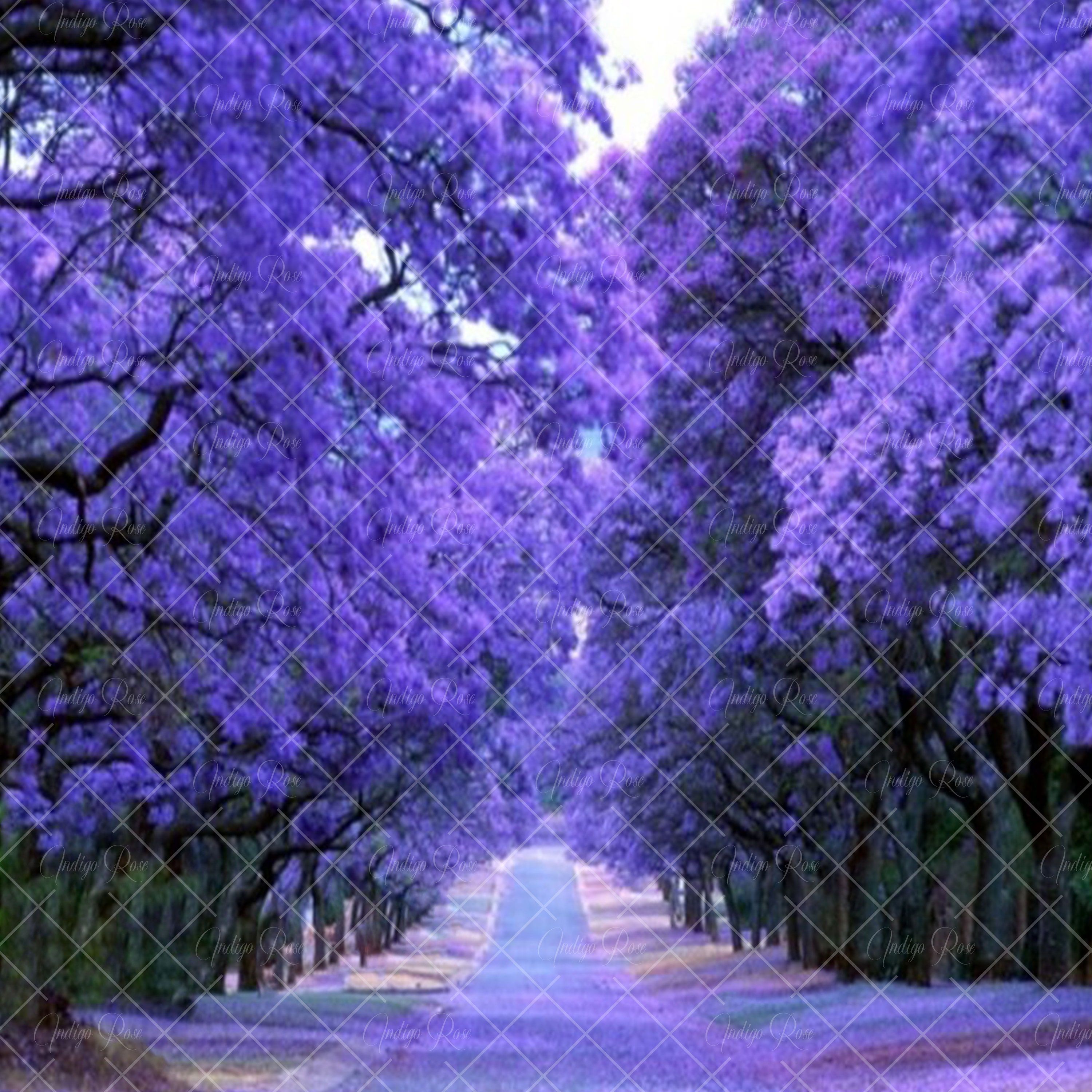 Jacaranda Tree Wallpapers - Top Free Jacaranda Tree Backgrounds ...
