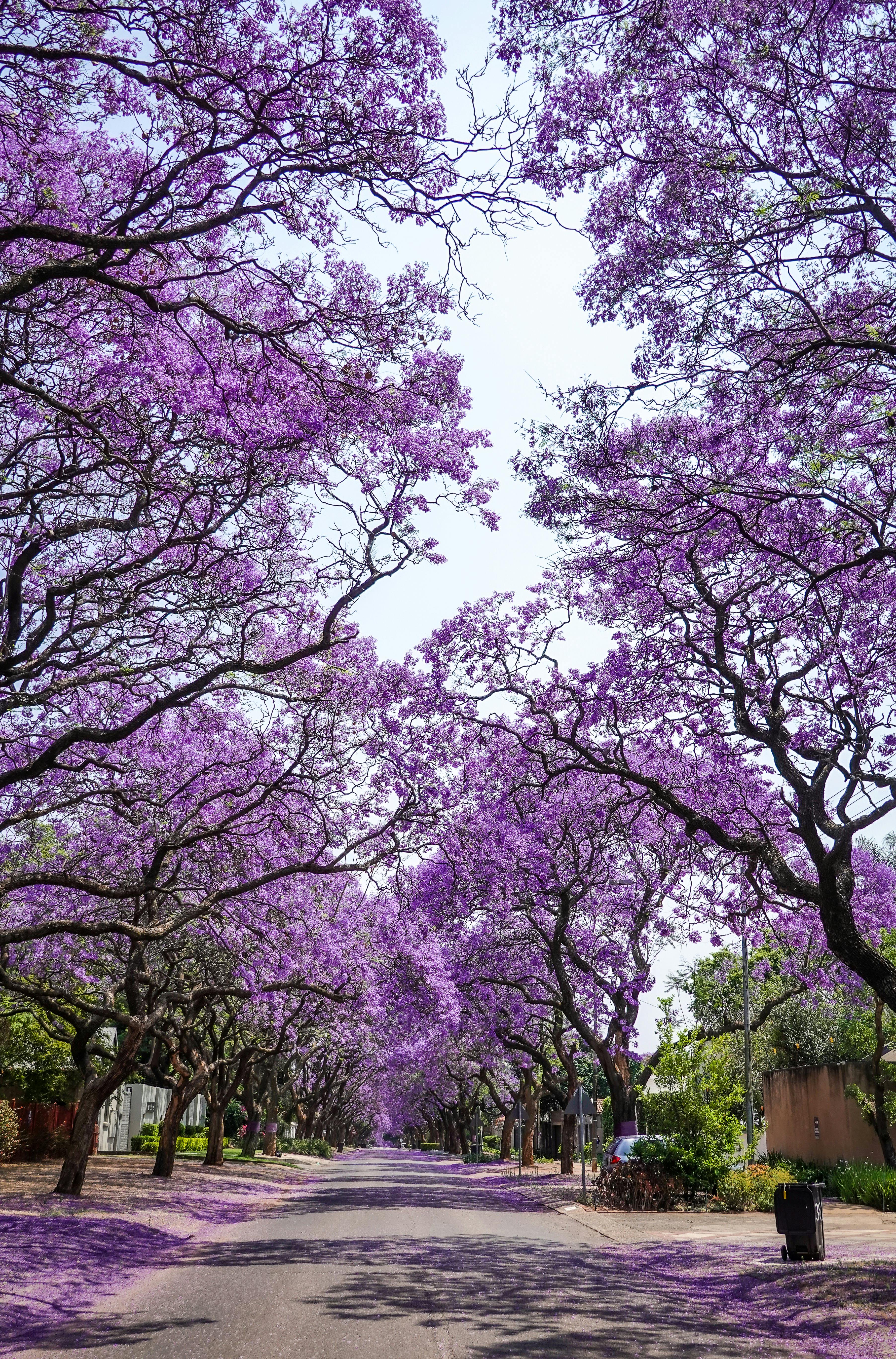 Jacaranda Tree Wallpapers - Top Free Jacaranda Tree Backgrounds ...
