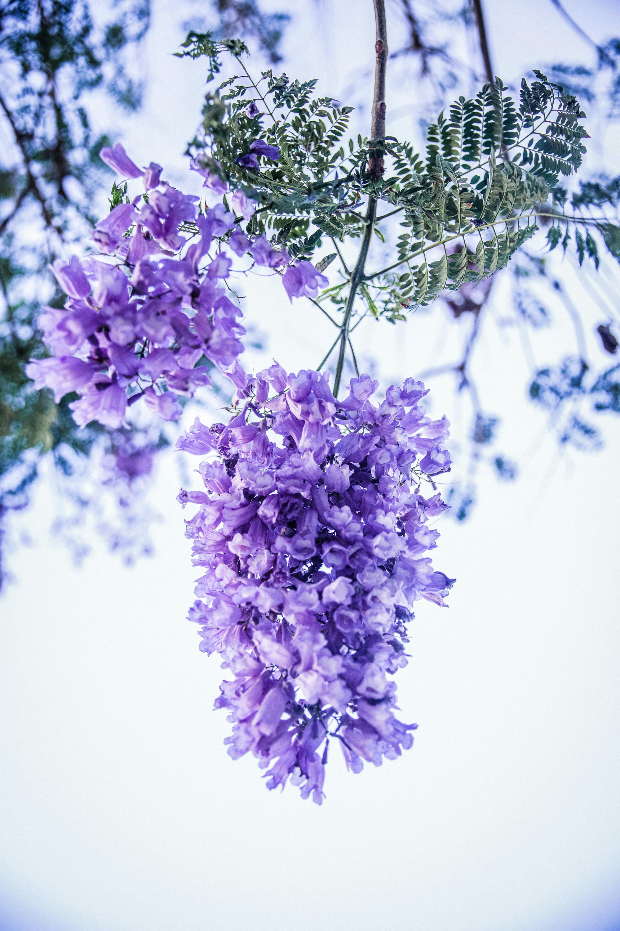 Jacaranda Tree Wallpapers - Top Free Jacaranda Tree Backgrounds ...