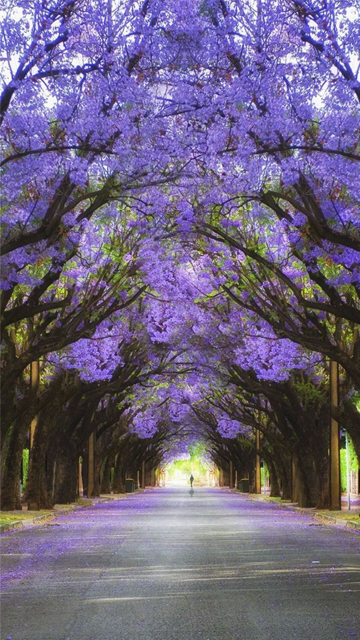 Jacaranda Tree Wallpapers - Top Free Jacaranda Tree Backgrounds ...