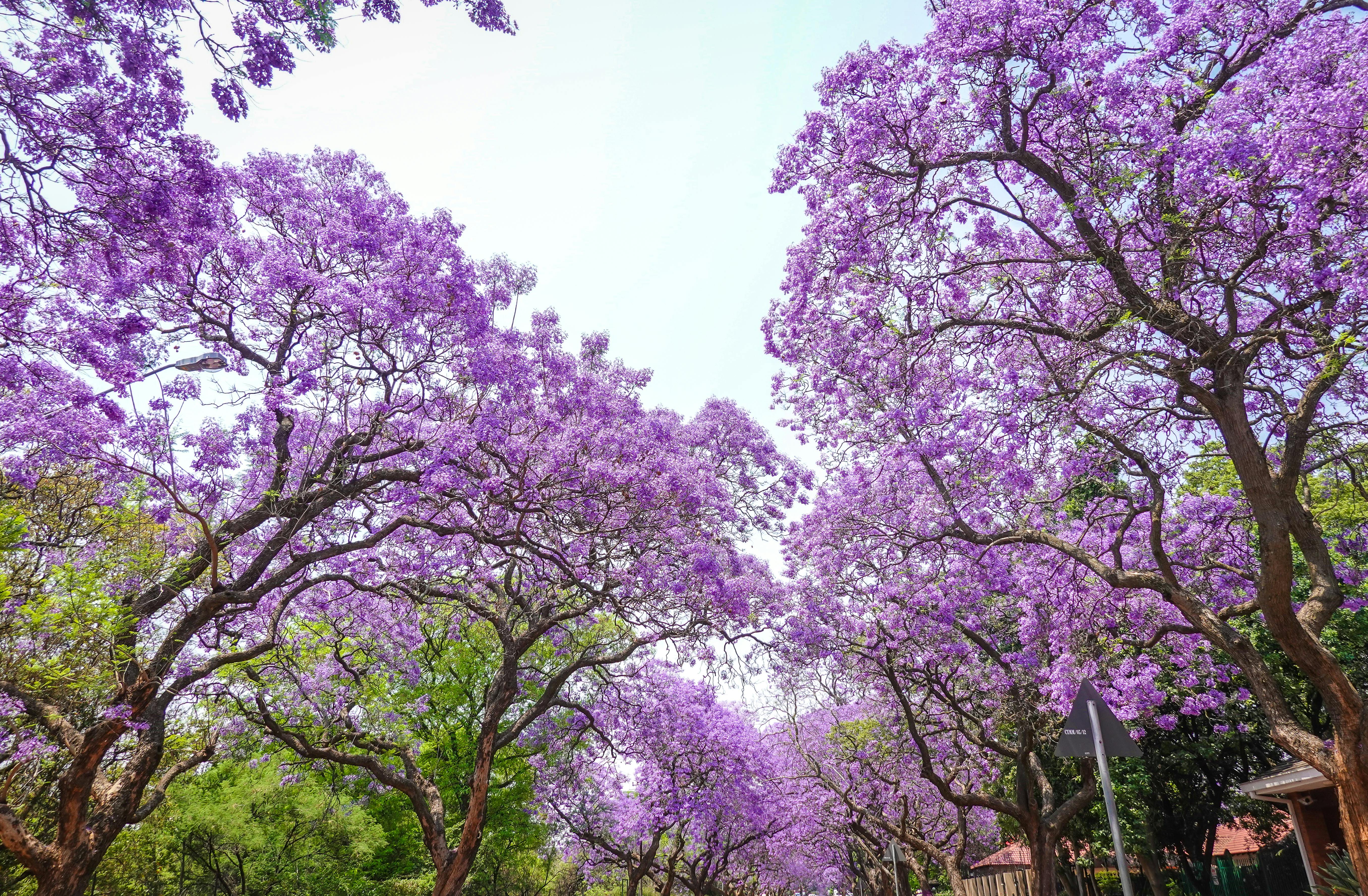Jacaranda Tree Wallpapers - Top Free Jacaranda Tree Backgrounds ...