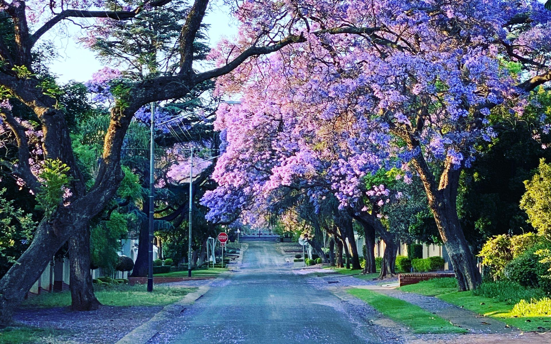 Jacaranda Tree Wallpapers - Top Free Jacaranda Tree Backgrounds ...