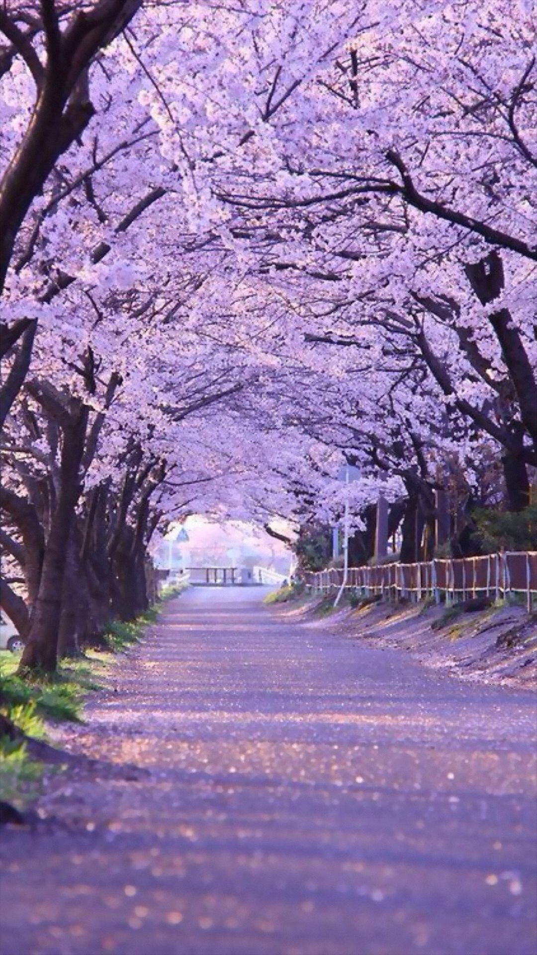 Jacaranda Tree Wallpapers - Top Free Jacaranda Tree Backgrounds ...