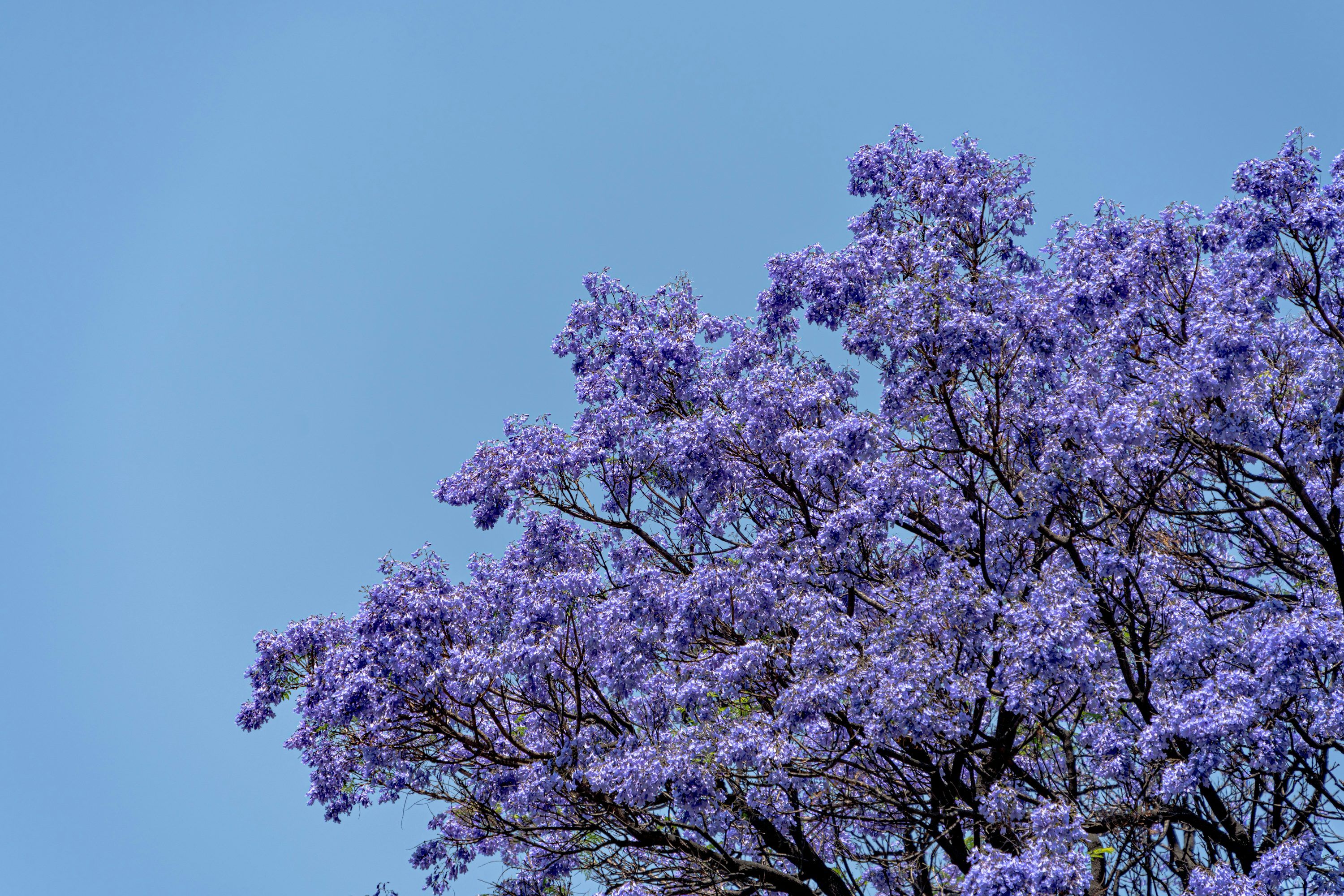Jacaranda Tree Wallpapers - Top Free Jacaranda Tree Backgrounds ...