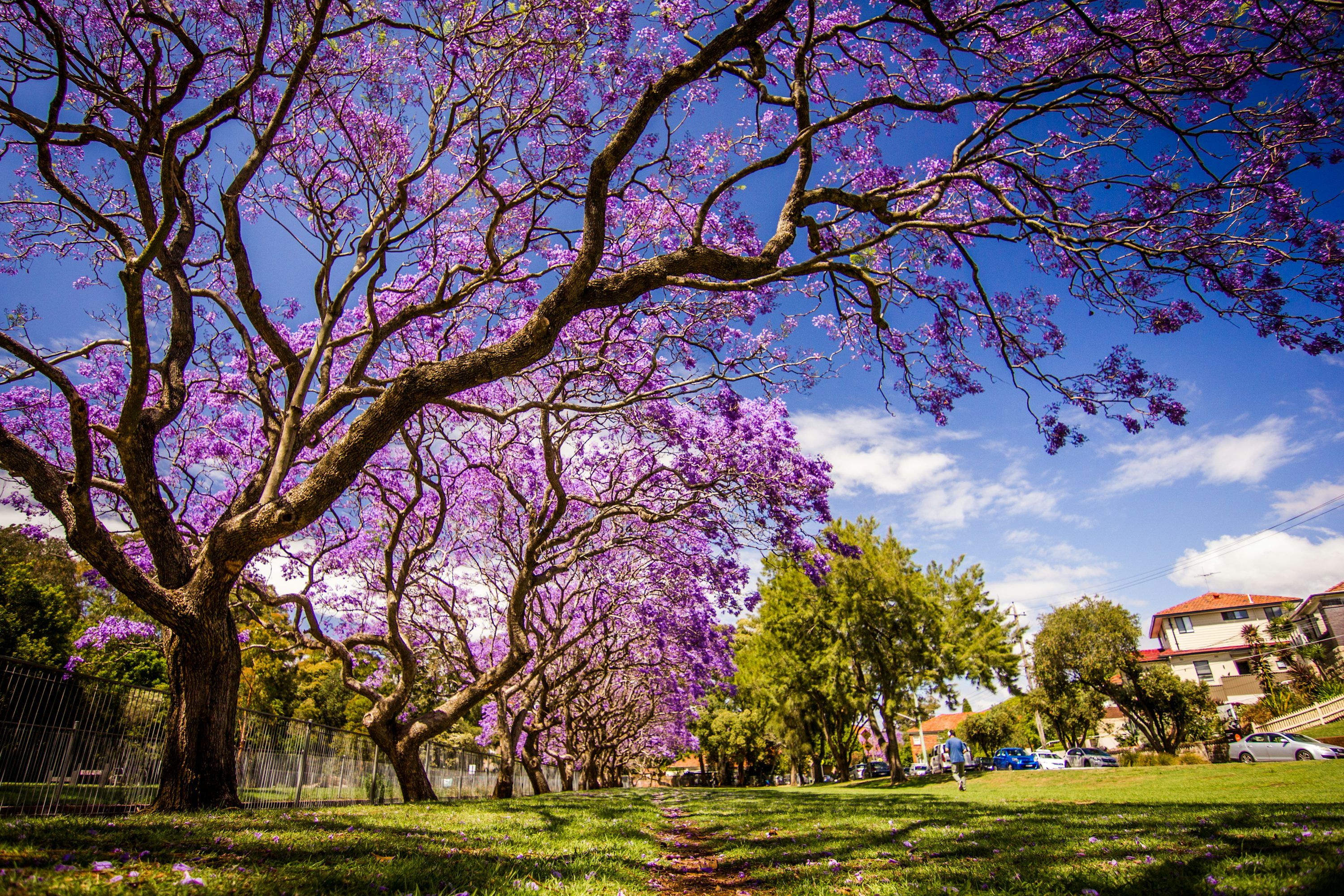 Jacaranda Tree Wallpapers - Top Free Jacaranda Tree Backgrounds ...