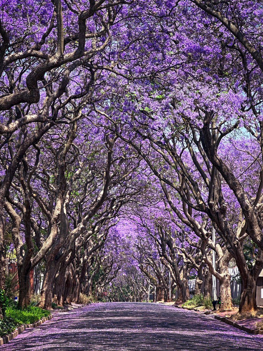 Jacaranda Tree Wallpapers - Top Free Jacaranda Tree Backgrounds ...