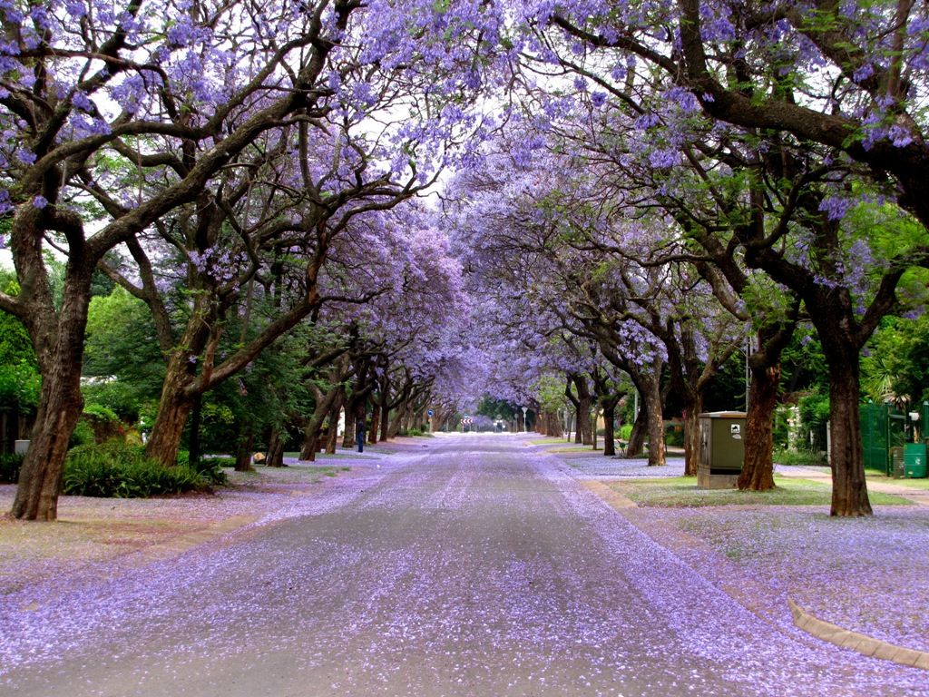 Jacaranda Tree Wallpapers - Top Free Jacaranda Tree Backgrounds ...