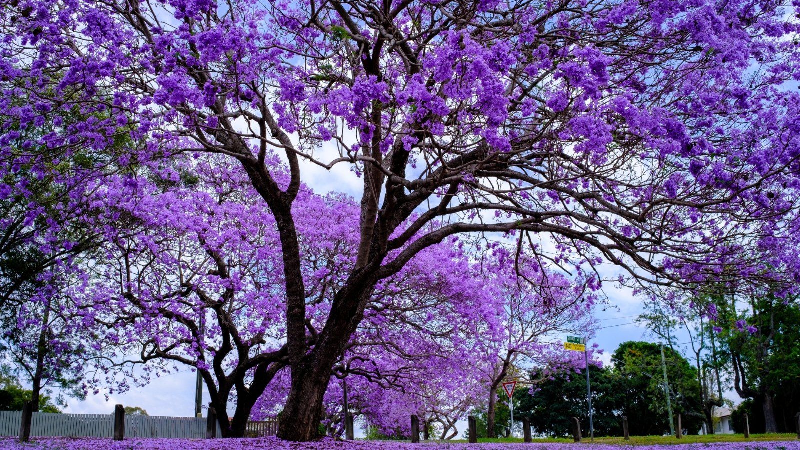 Jacaranda Tree Wallpapers - Top Free Jacaranda Tree Backgrounds ...