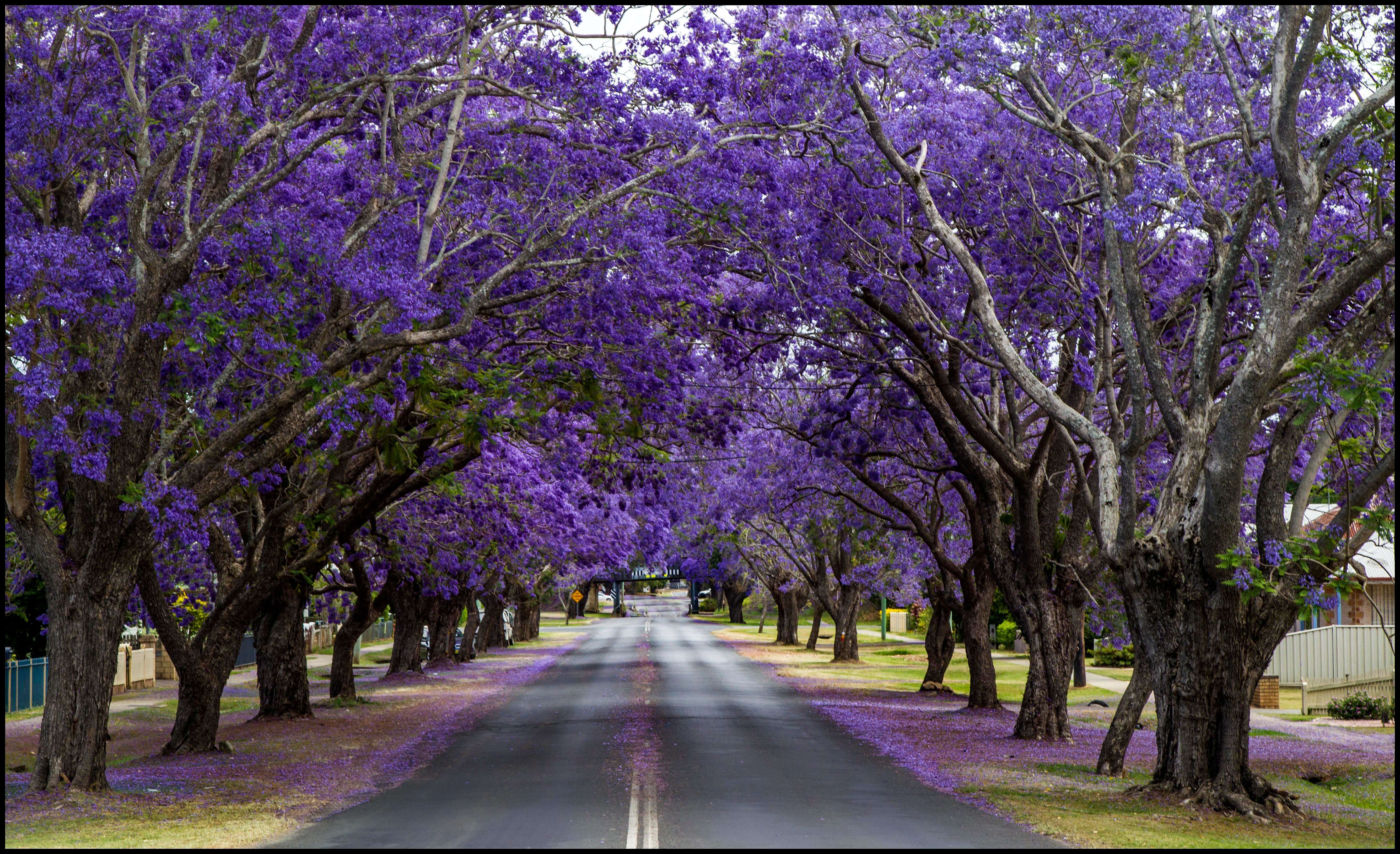 Jacaranda Tree Wallpapers - Top Free Jacaranda Tree Backgrounds ...
