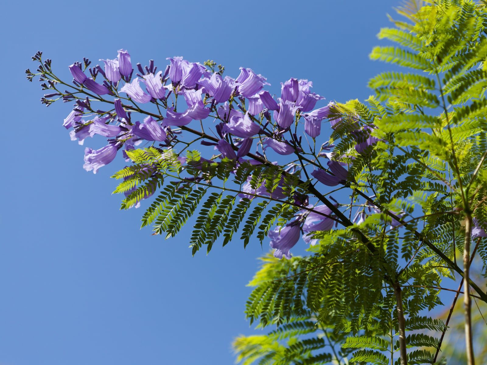 Jacaranda Tree Wallpapers - Top Free Jacaranda Tree Backgrounds ...
