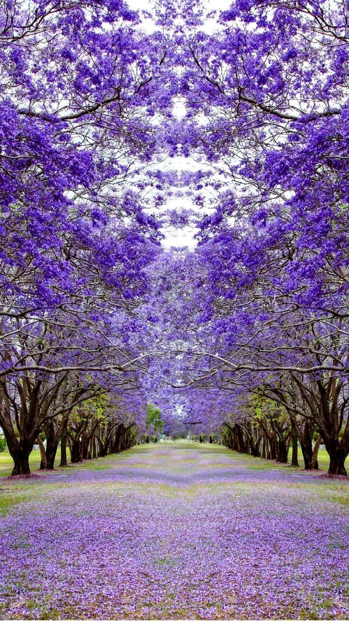 Jacaranda Tree Wallpapers - Top Free Jacaranda Tree Backgrounds ...