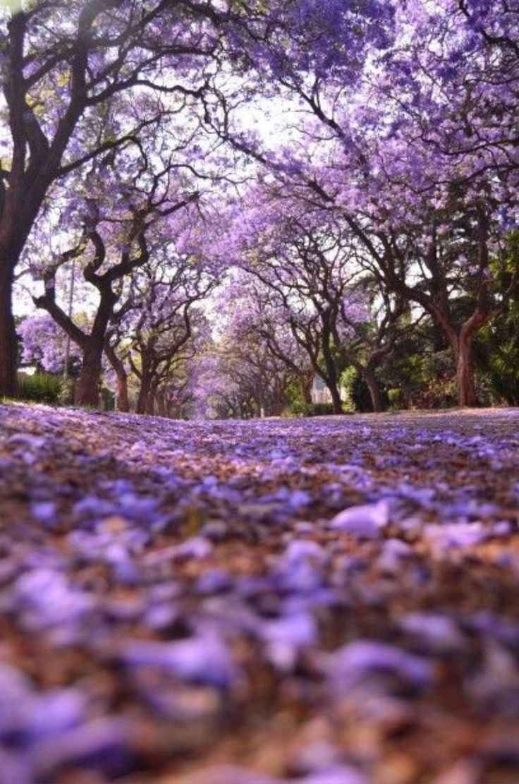 Jacaranda Tree Wallpapers - Top Free Jacaranda Tree Backgrounds ...