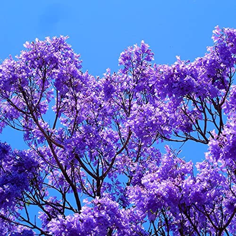 Jacaranda Tree Wallpapers - Top Free Jacaranda Tree Backgrounds ...