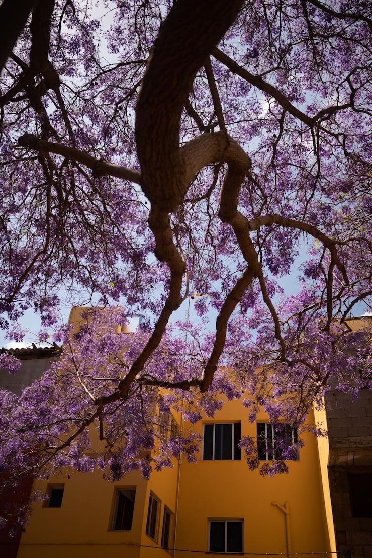 Jacaranda Tree Wallpapers - Top Free Jacaranda Tree Backgrounds ...