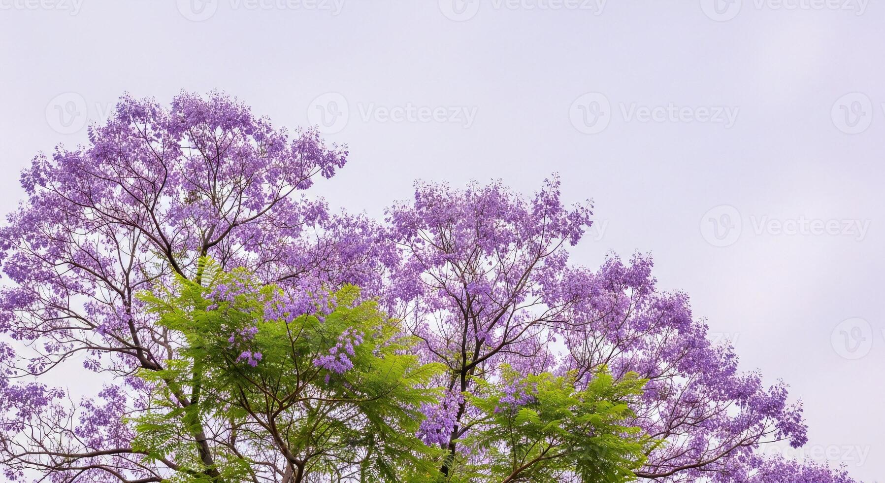 Jacaranda Tree Wallpapers - Top Free Jacaranda Tree Backgrounds ...