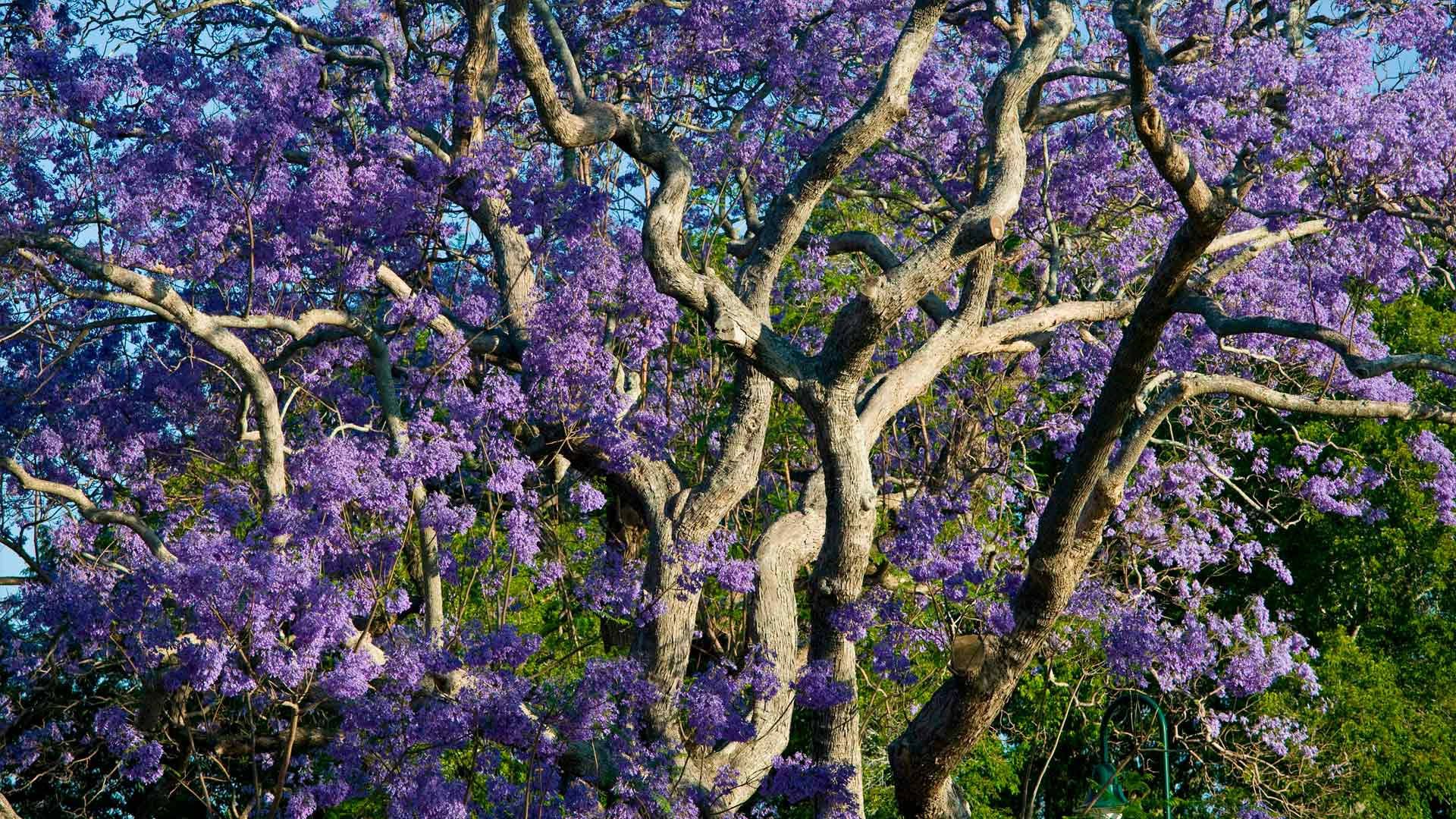 Jacaranda Tree Wallpapers - Top Free Jacaranda Tree Backgrounds ...