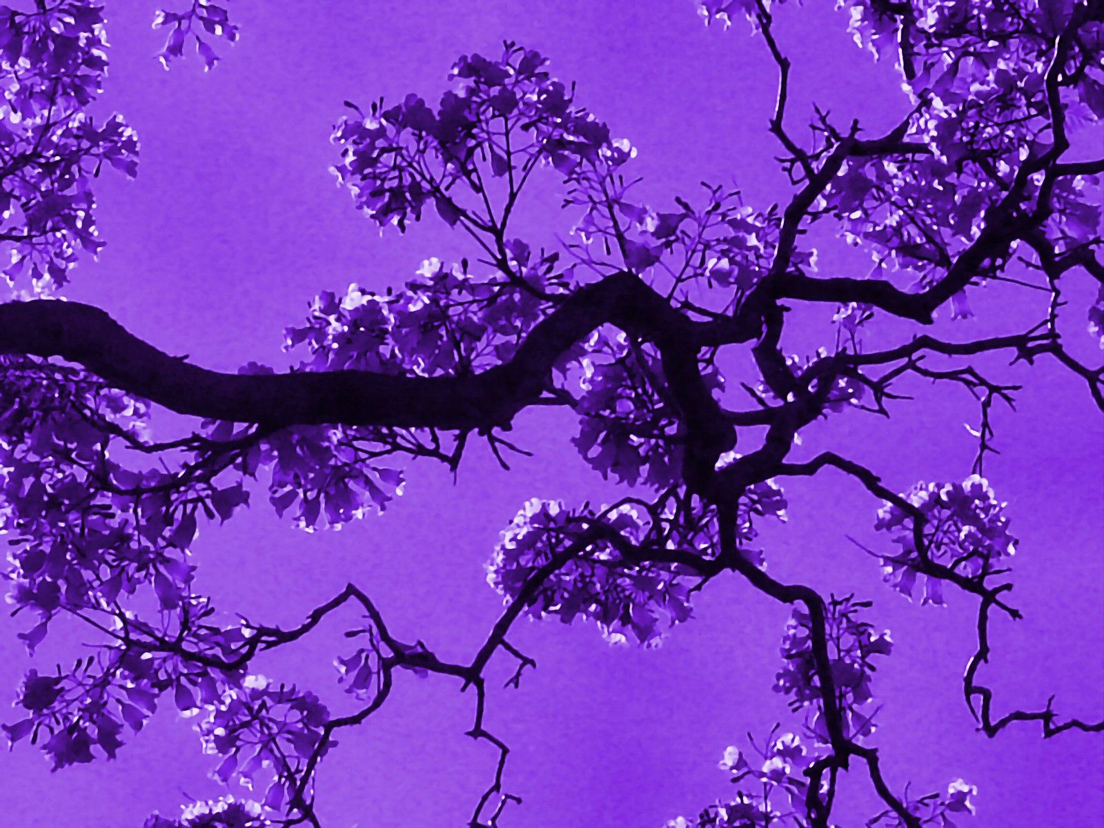 Jacaranda Tree Wallpapers - Top Free Jacaranda Tree Backgrounds ...