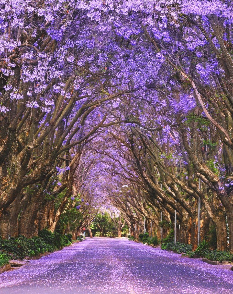 Jacaranda Tree Wallpapers - Top Free Jacaranda Tree Backgrounds ...