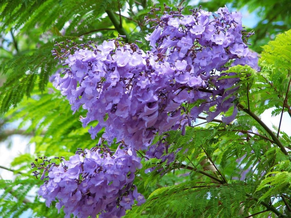 Jacaranda Tree Wallpapers - Top Free Jacaranda Tree Backgrounds ...