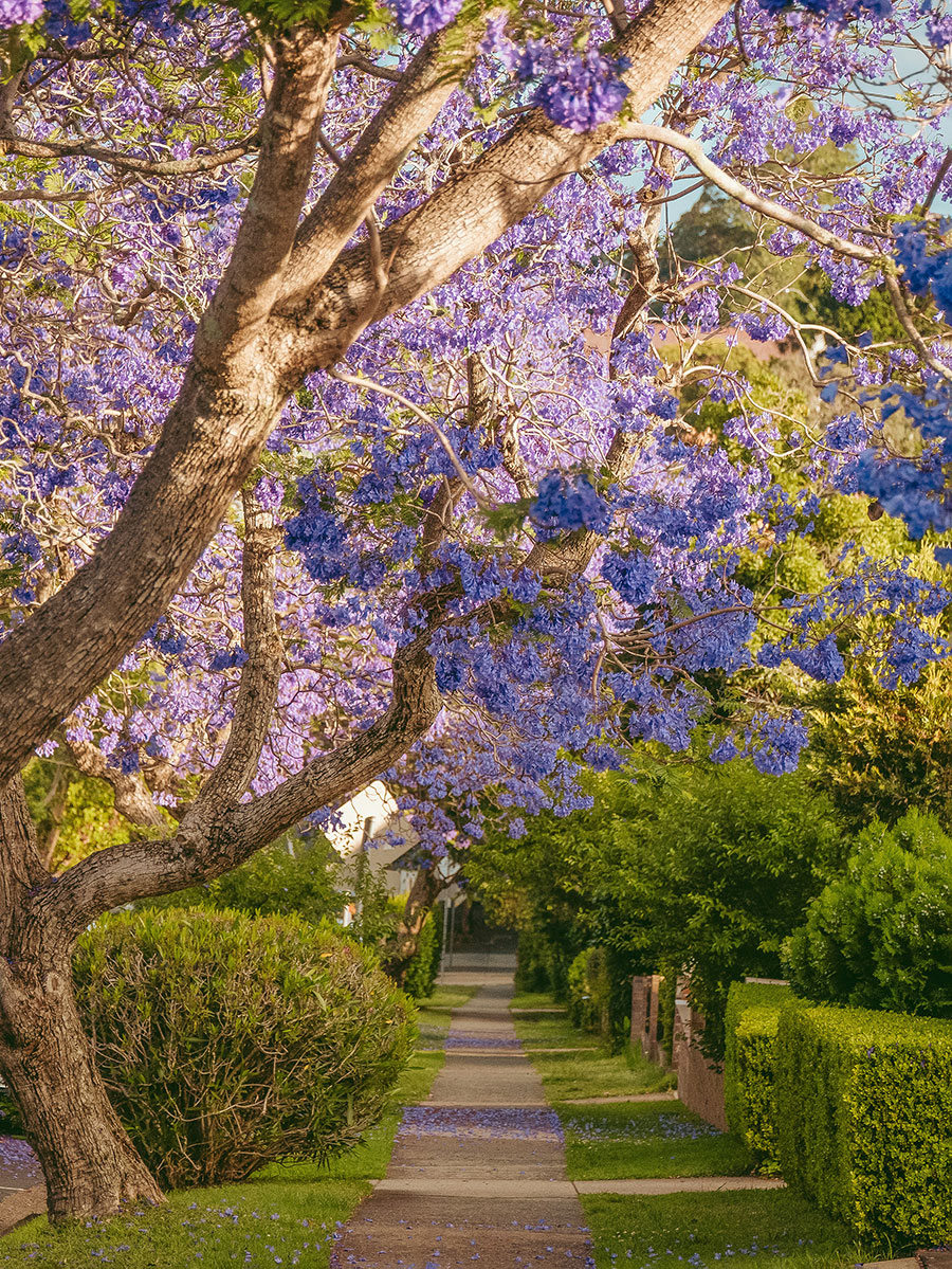 Jacaranda Tree Wallpapers - Top Free Jacaranda Tree Backgrounds ...