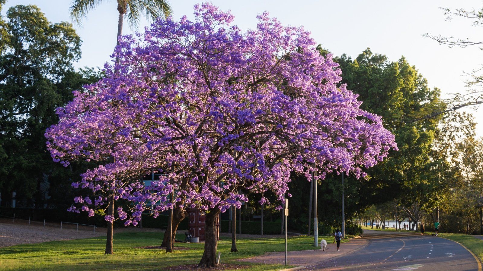 Jacaranda Tree Wallpapers - Top Free Jacaranda Tree Backgrounds ...