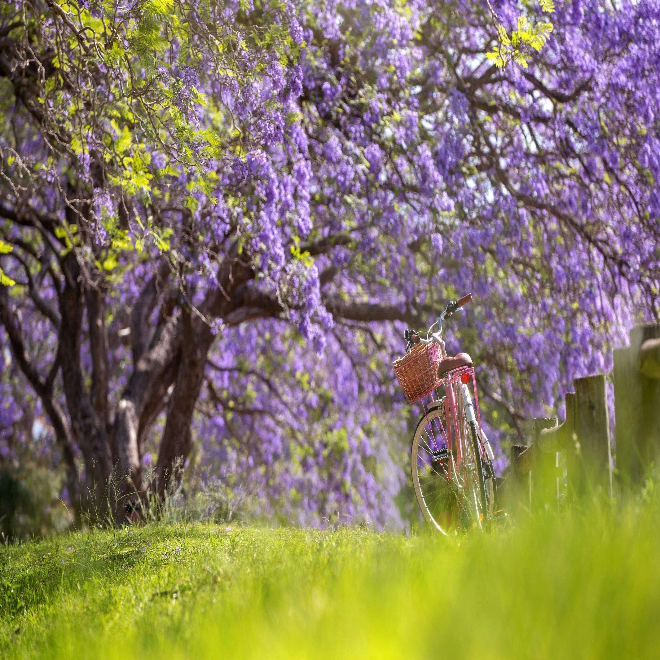 Jacaranda Tree Wallpapers - Top Free Jacaranda Tree Backgrounds ...