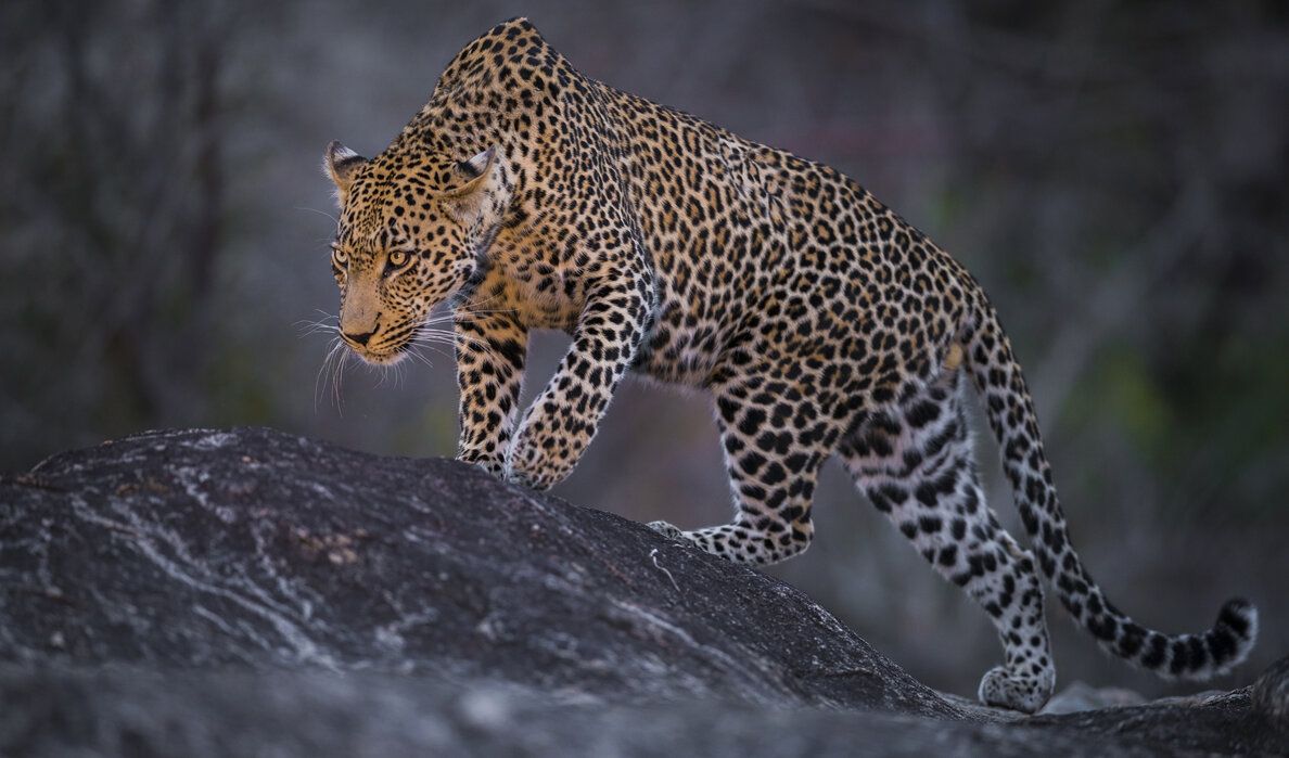African Leopard Wallpapers - Top Free African Leopard Backgrounds ...