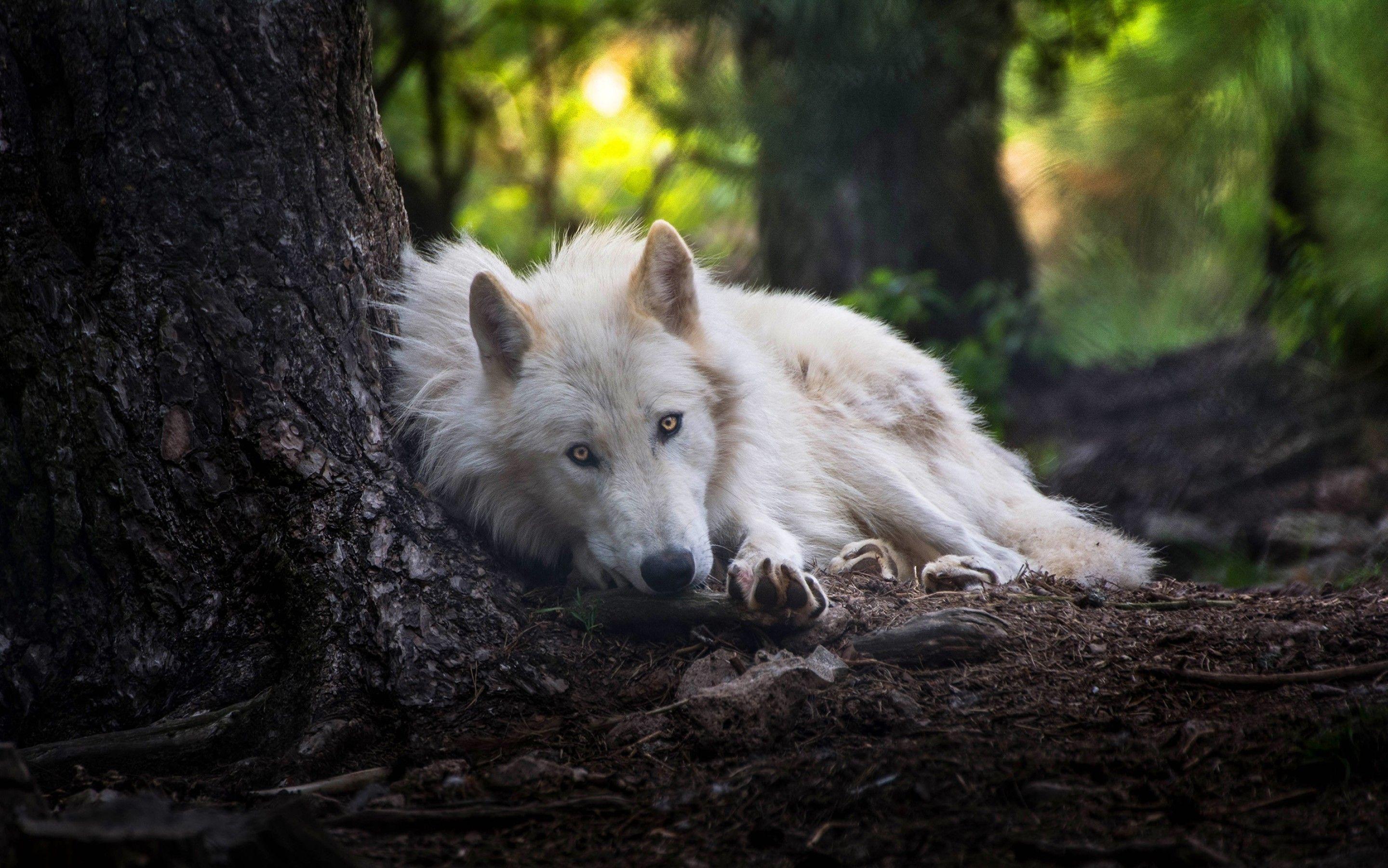 Wolf 2880x1800 Wallpapers - Top Free Wolf 2880x1800 Backgrounds ...